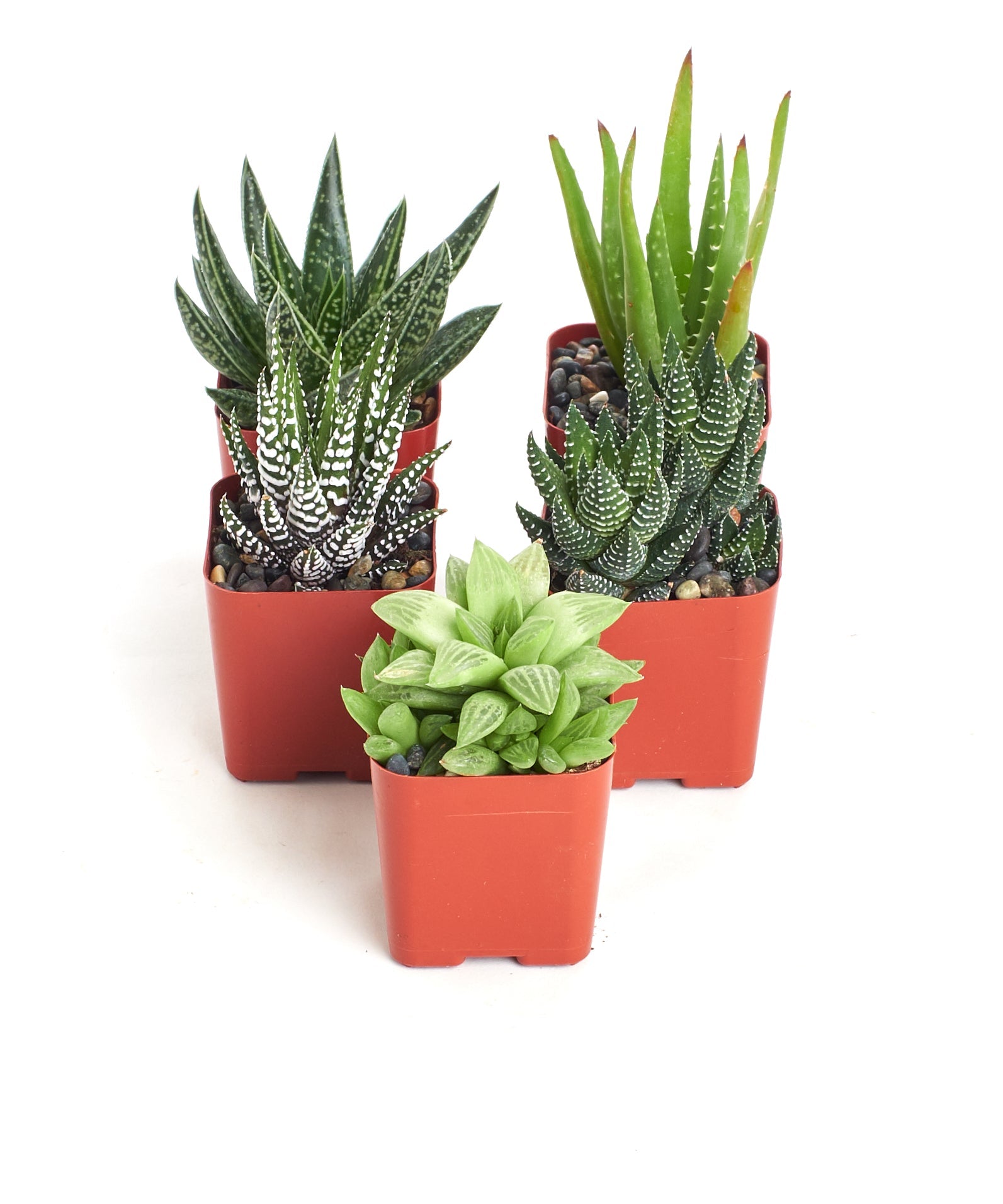 Assorted Mini Aloe & Haworthia Collection