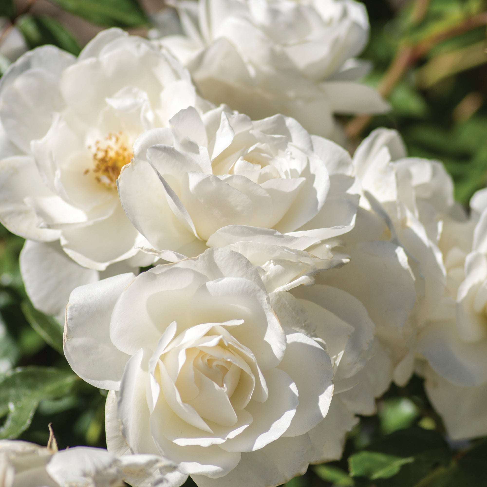Iceberg Climbing Rose Size