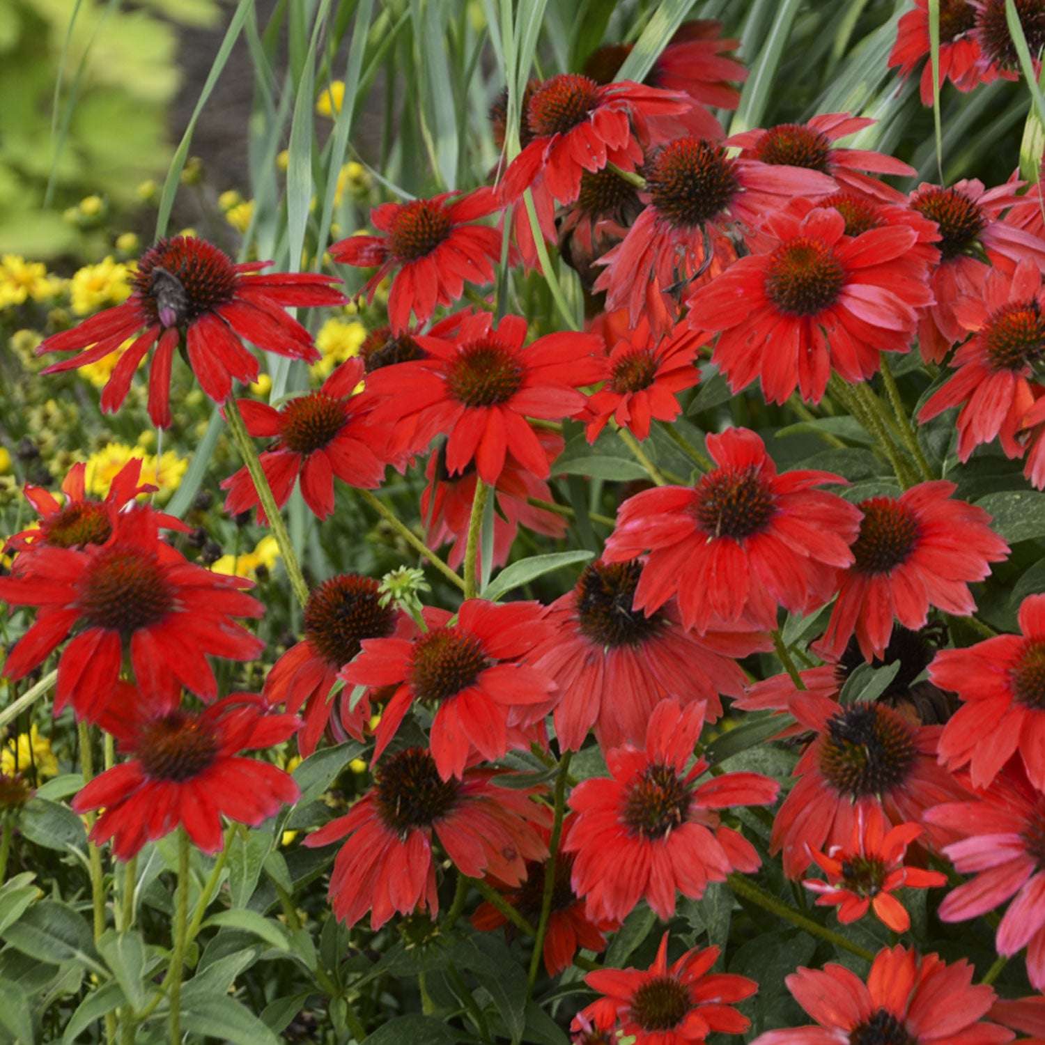 Echinacea Salsa Red Plant Potted | Quart Size Yellow Coneflower