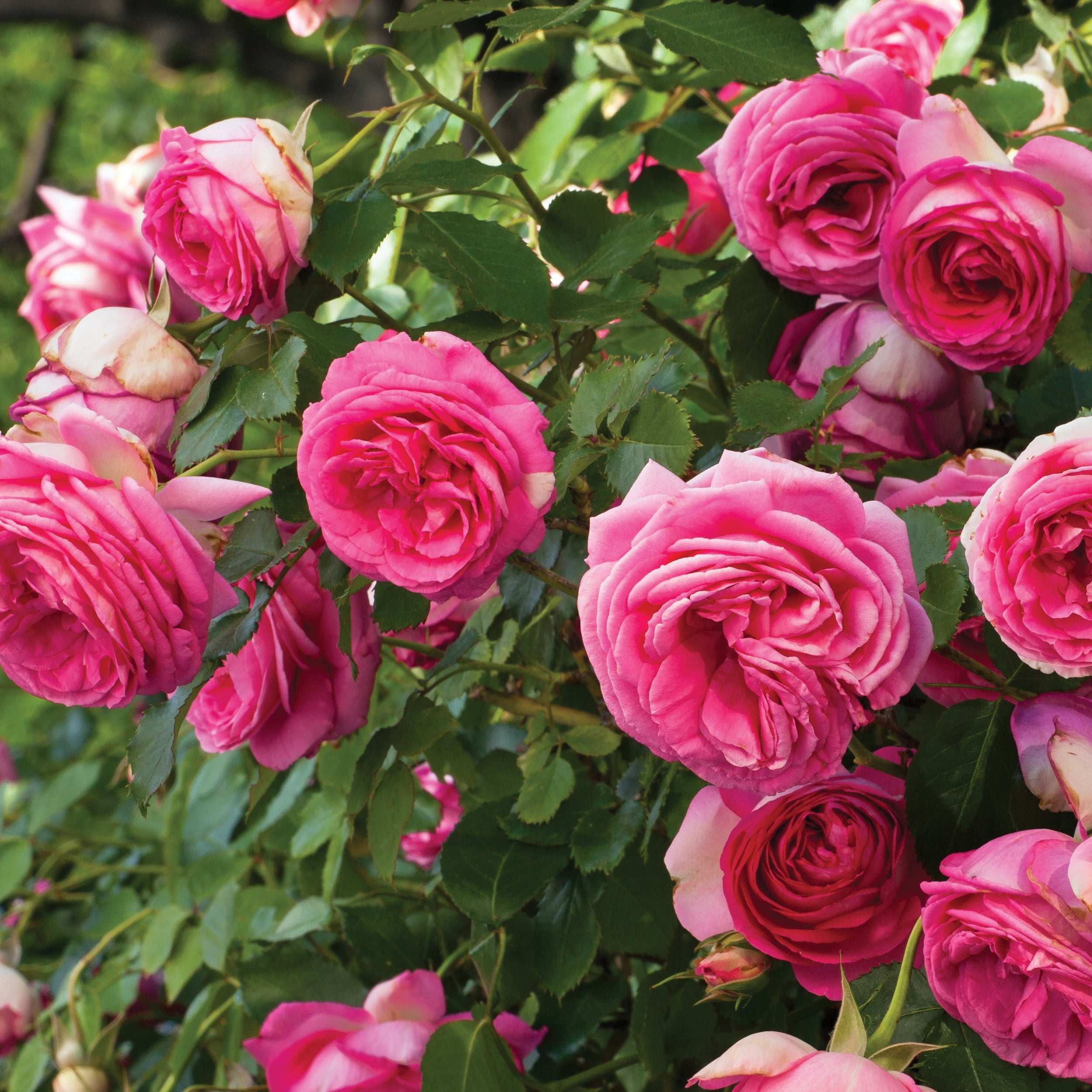 Pretty In Pink Eden Climbing Rose Plant Potted | Fragrant Hot Pink Blooms
