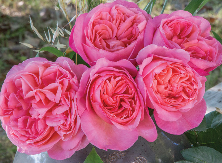 Fresh Garden Living | Live Potted Rose Plants | Herb Plants | Iris