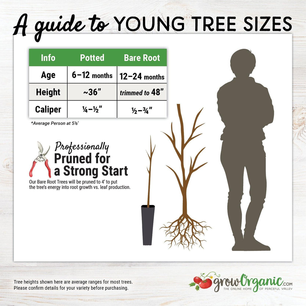 Tiger Panache Potted Fig Tree