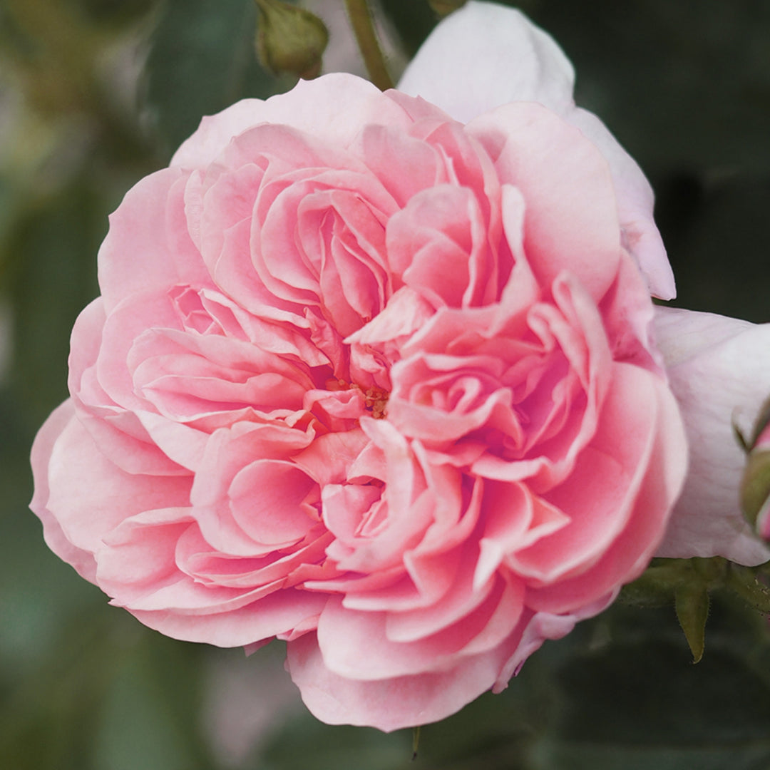 Rose Plants | Live Own Root Potted | Fresh Garden Living