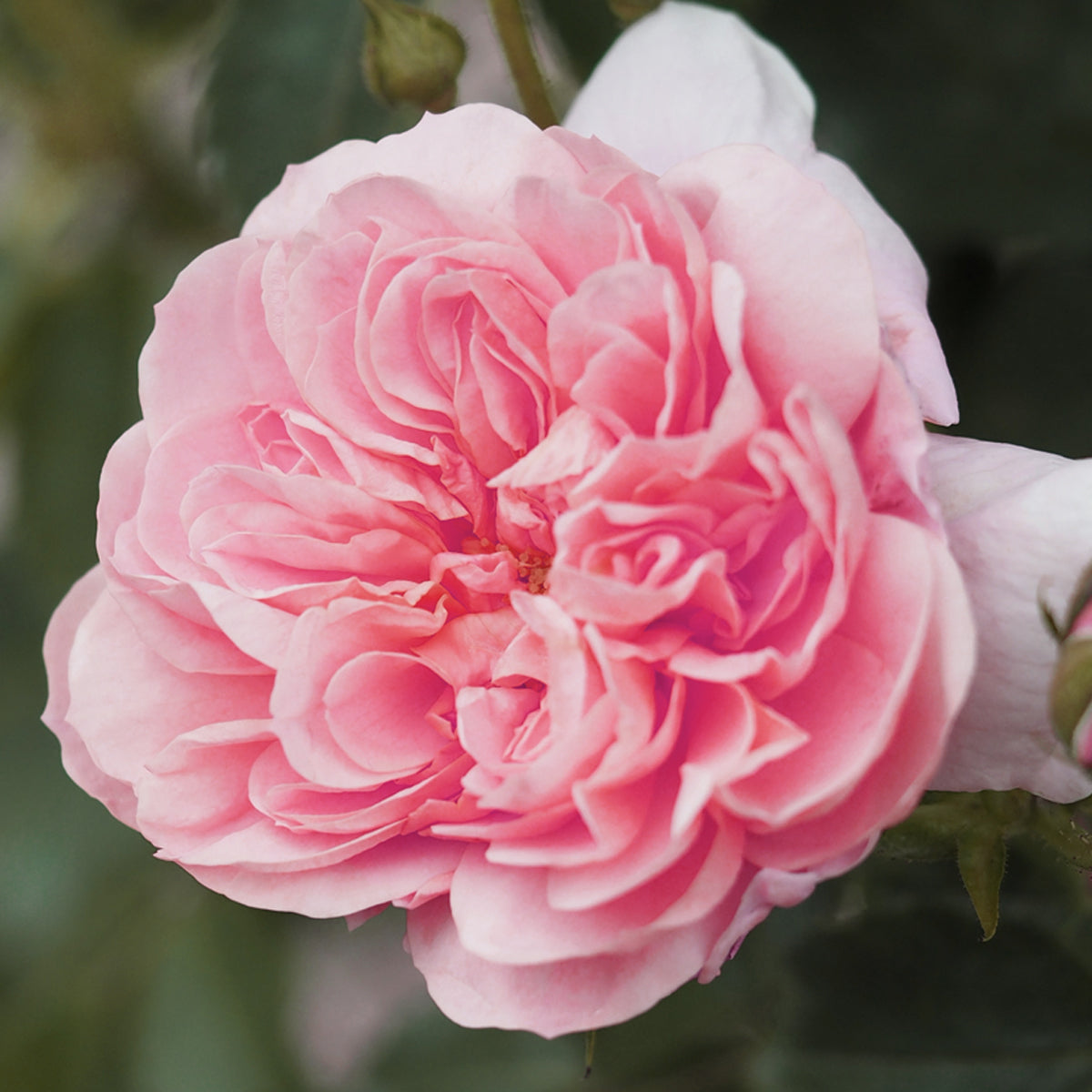 Climbing Roses | Live Plants Potted Own Root | Fresh Garden Living