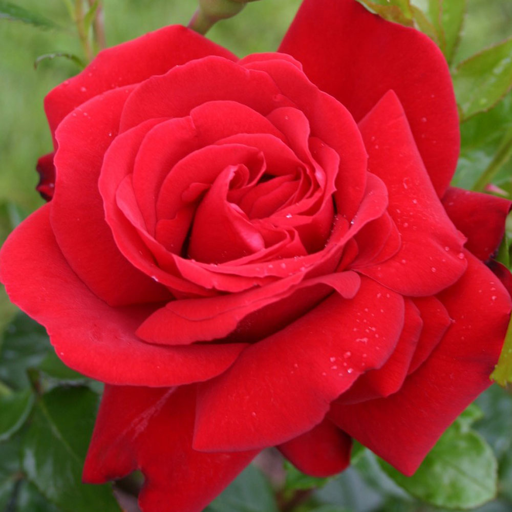 Desmond Tutu Rose Plant Potted | Sunbelt Shrub | Fragrant Red Flowers
